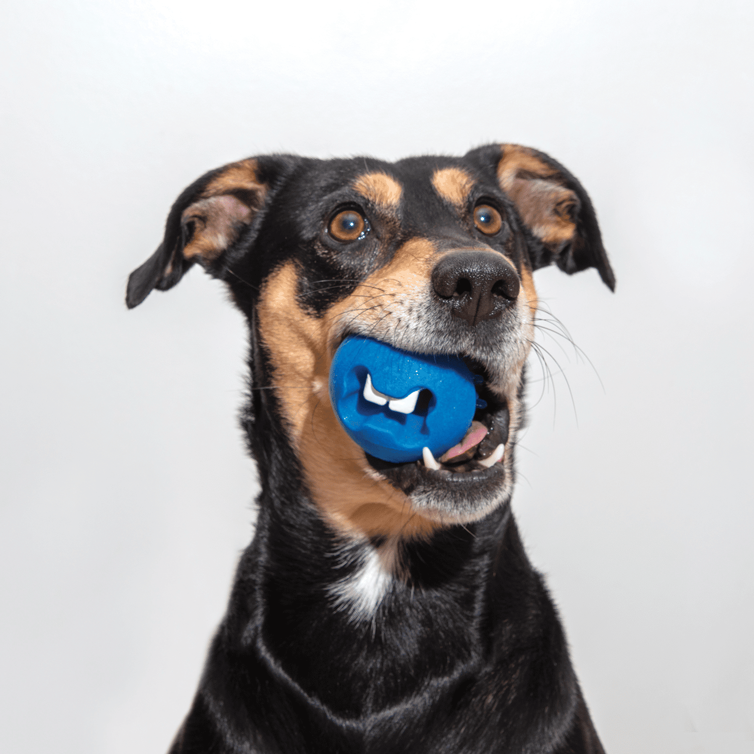 Rogz Fred Treat Dispensing Ball Dog Toy – Good Boi Club
