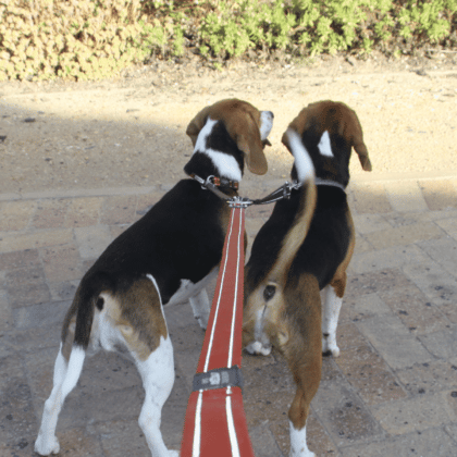 Utility Double-Split Lead Black – Good Boi Club